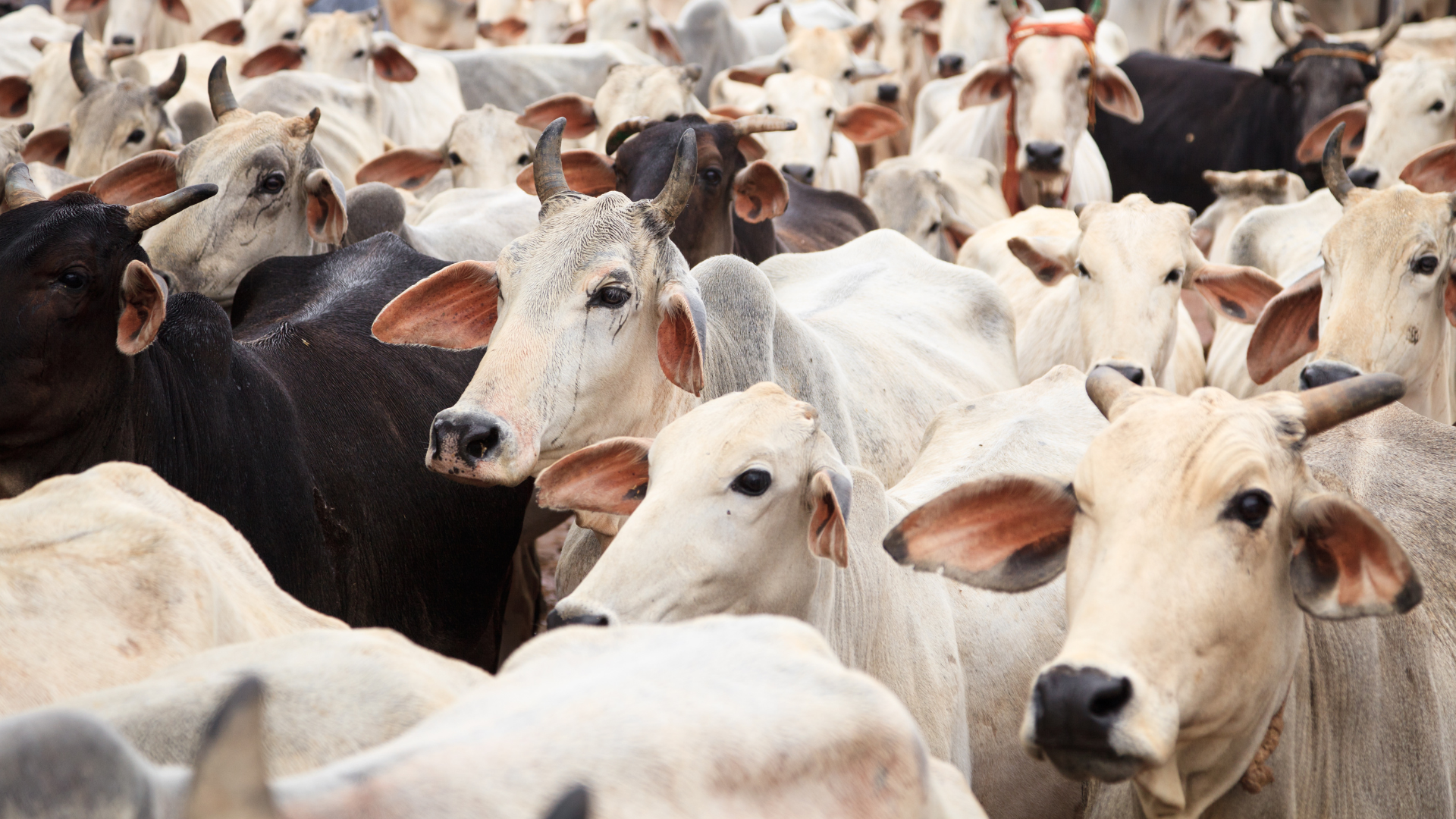 Animal Management System